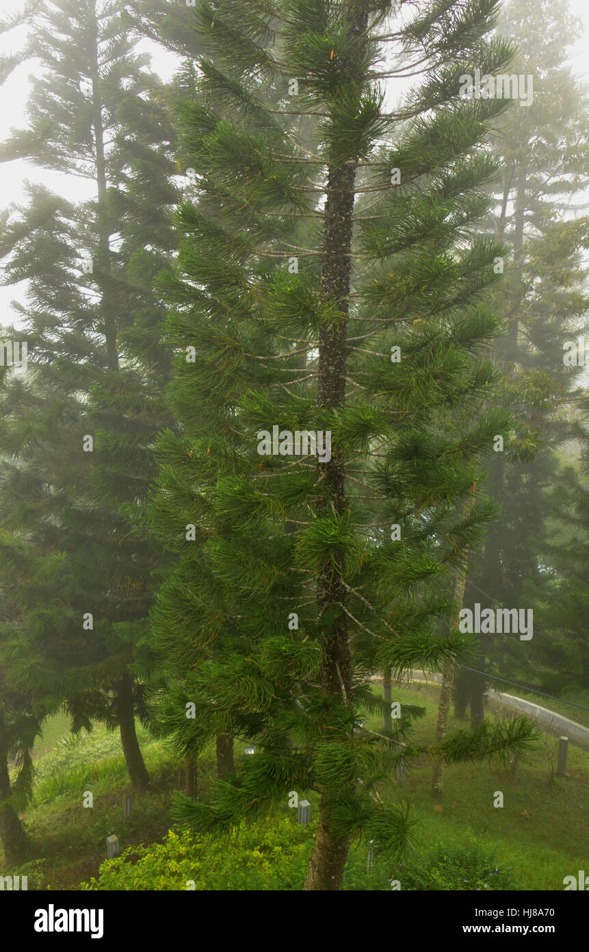 Australian pine tree hi-res stock photography and images - Alamy