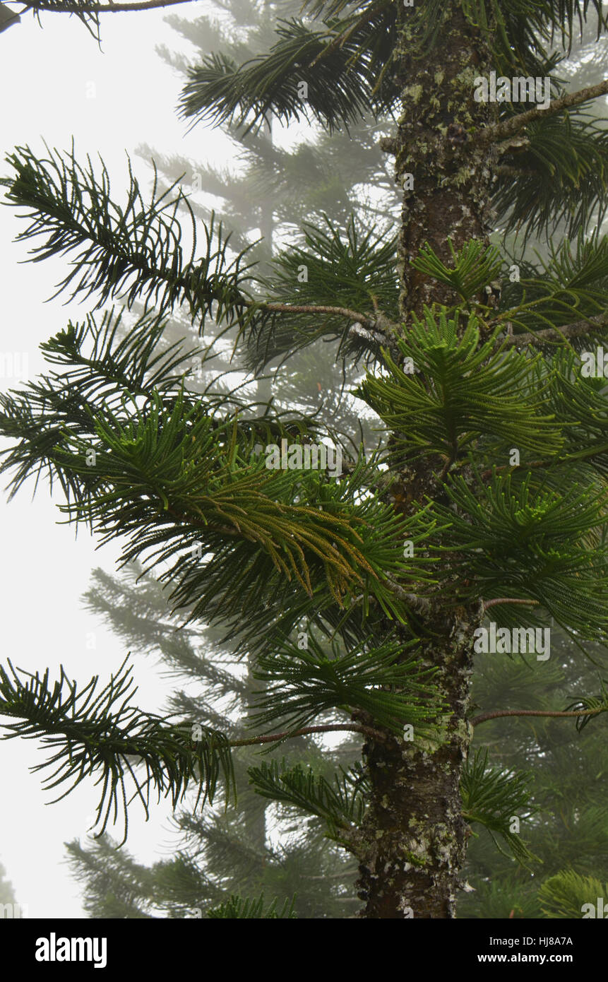 Australian Pine Tree (Araucaria heterophylla Stock Photo - Alamy