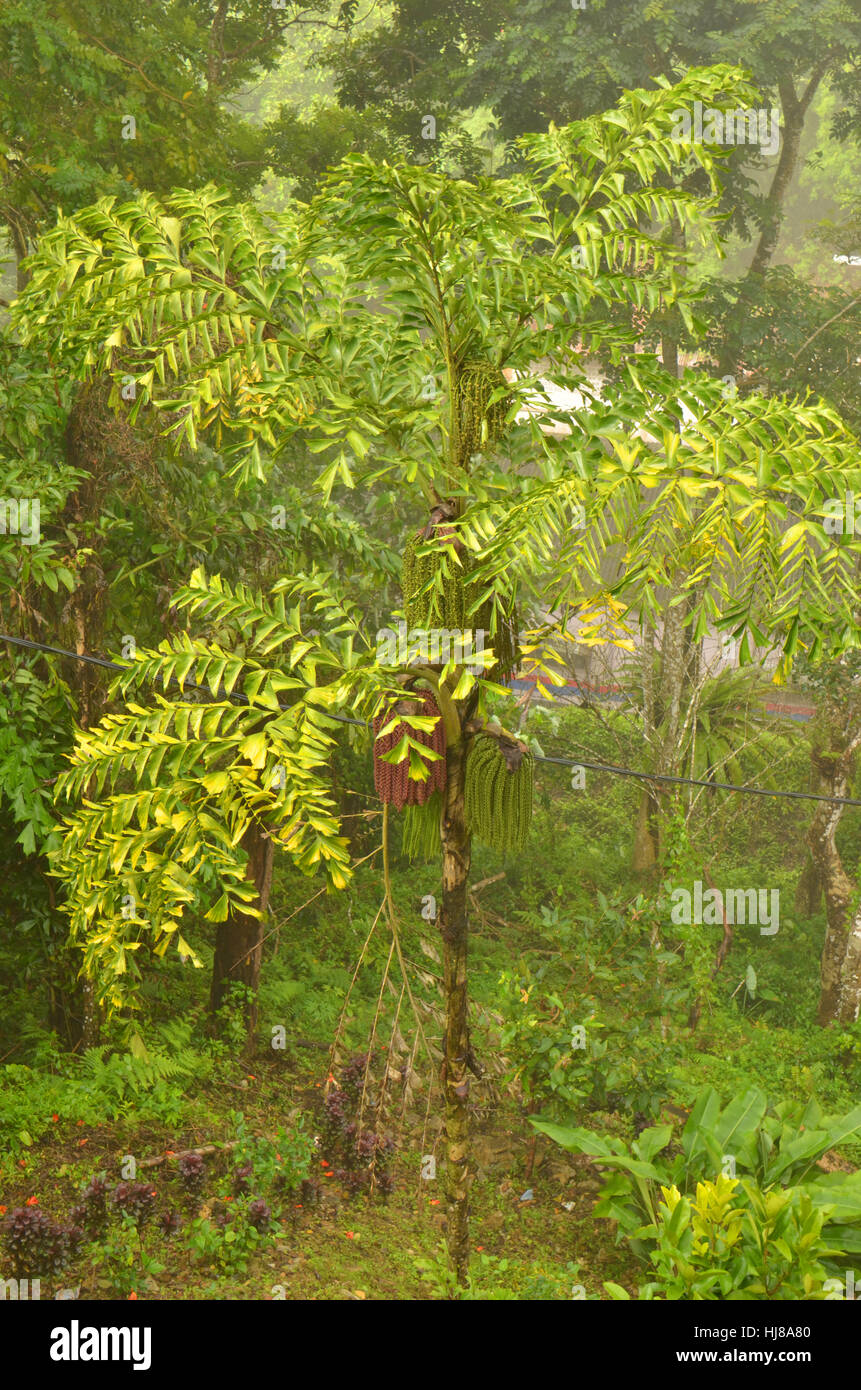 Fishtail Palm (Caryota mitis Stock Photo - Alamy