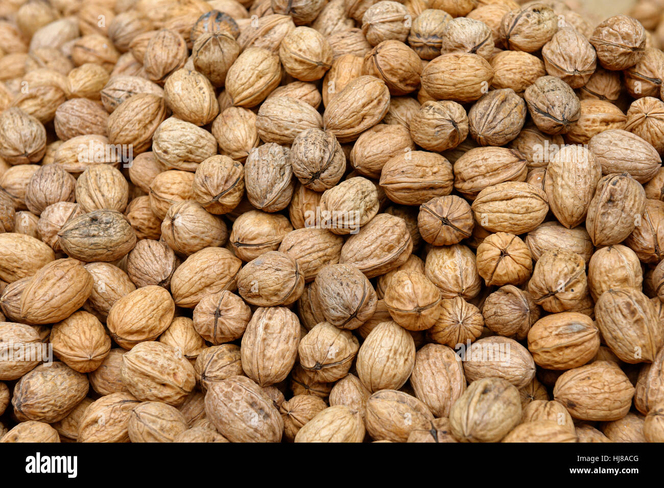 Persian walnuts (Juglans regia), Piedmont, Italy Stock Photo - Alamy