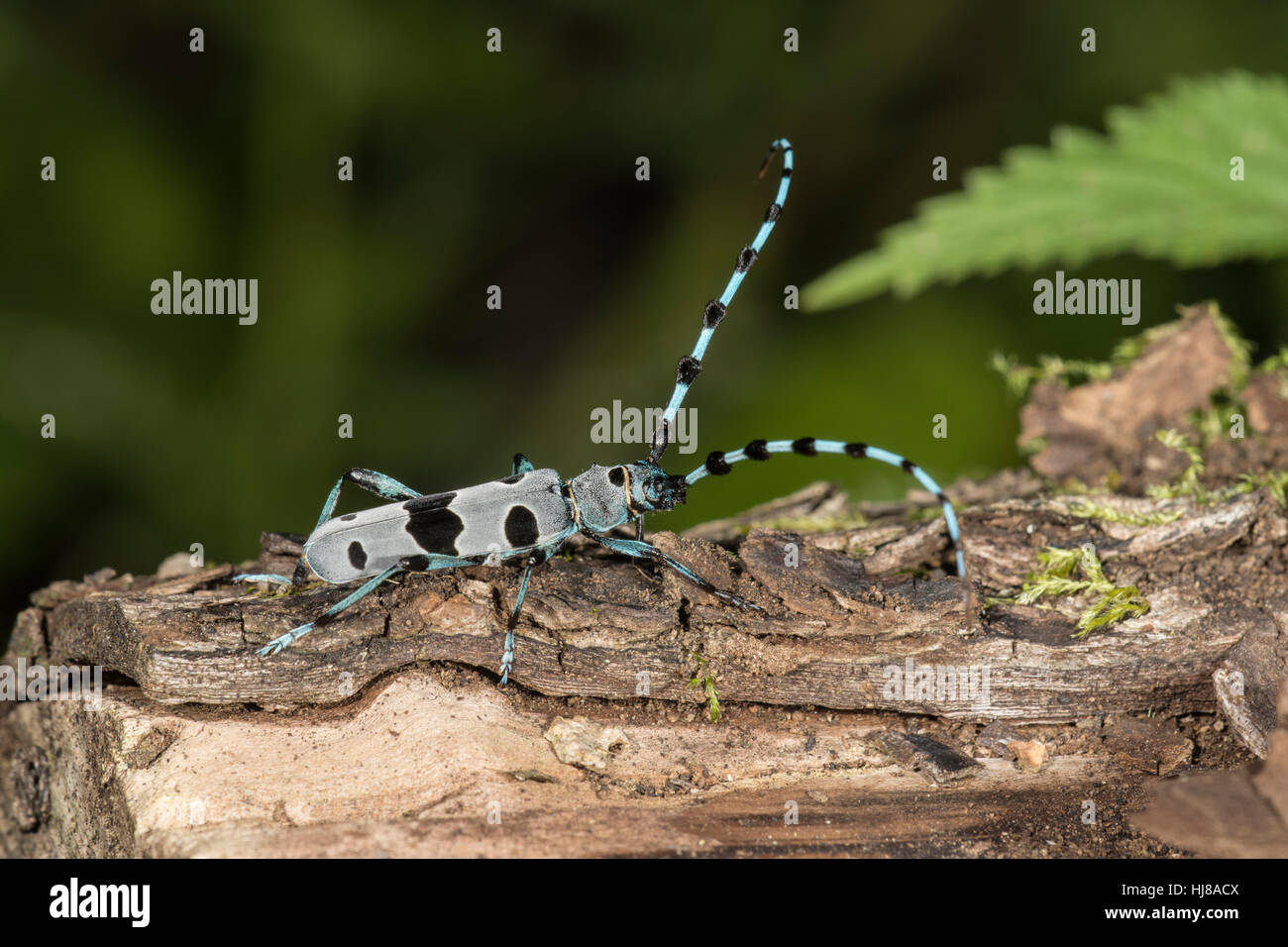 Longicorn (Rosalia alpina), male, Baden-Württemberg, Germany Stock ...