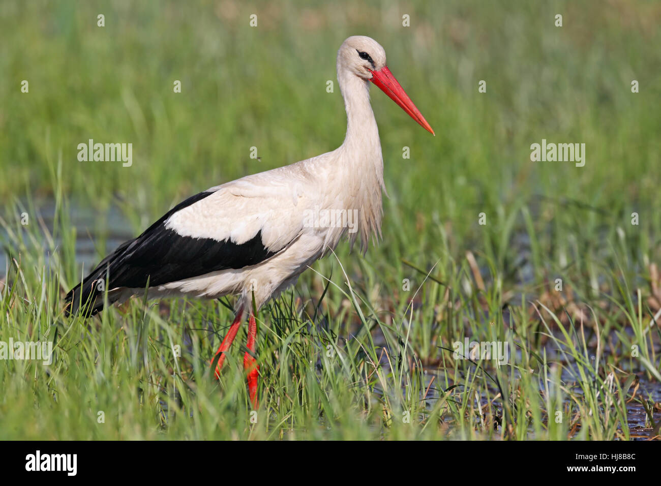 Polish national bird hi-res stock photography and images - Alamy