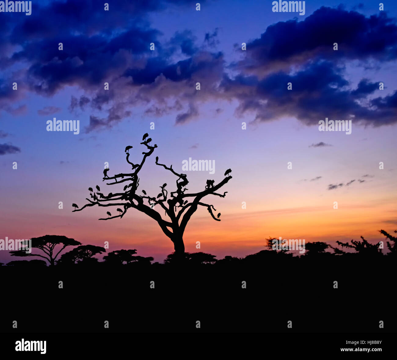 Dead acacia tree in silhouette hi-res stock photography and images - Alamy