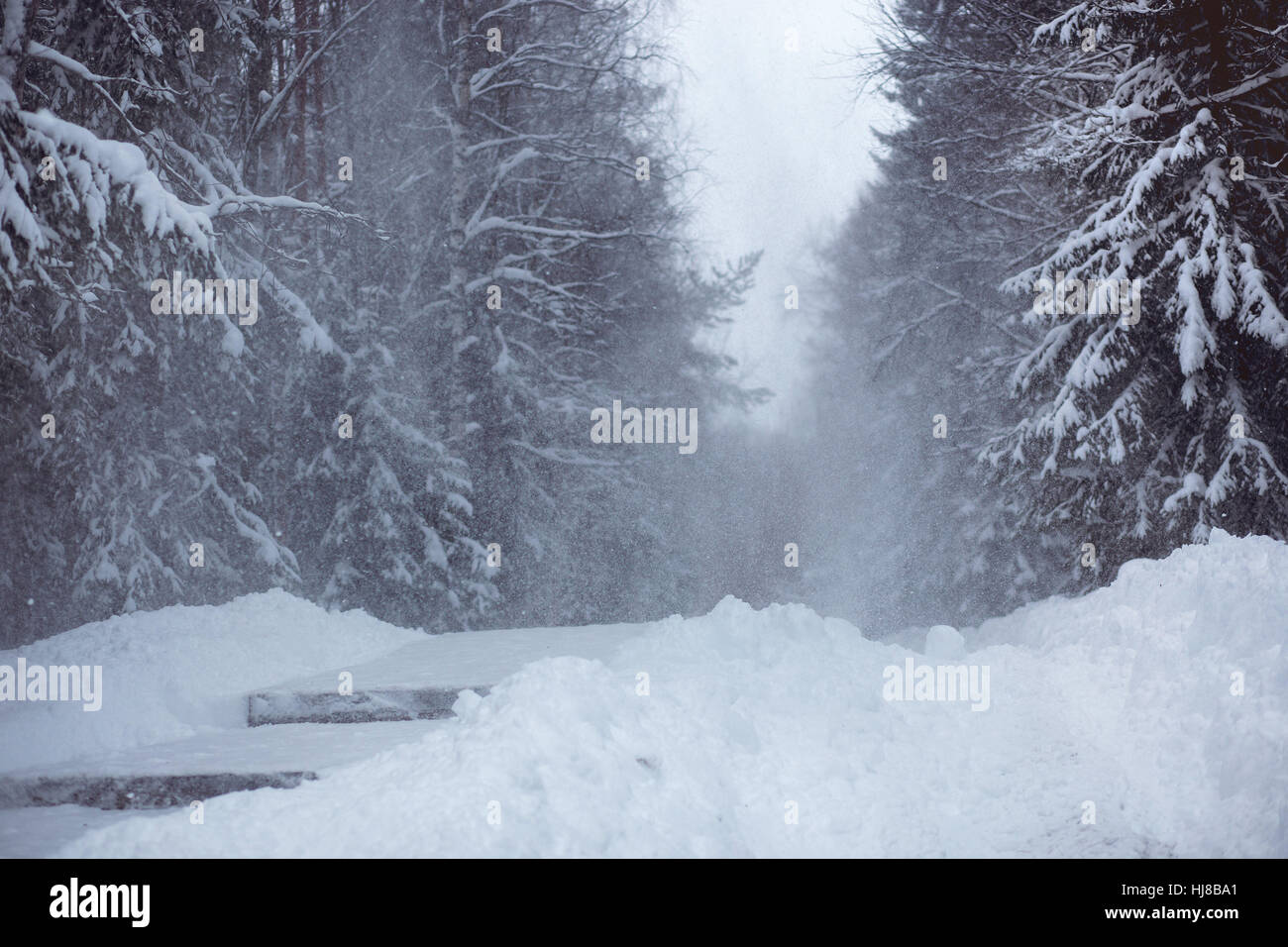 Snowstorm in park forest landscape with evergreen trees. Low visibility ...