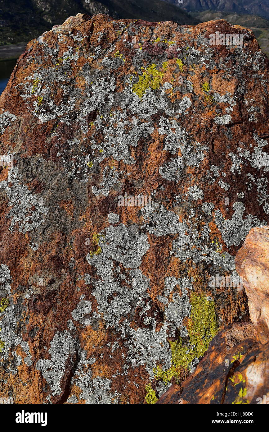 Lichen on iron-rich rock Stock Photo - Alamy