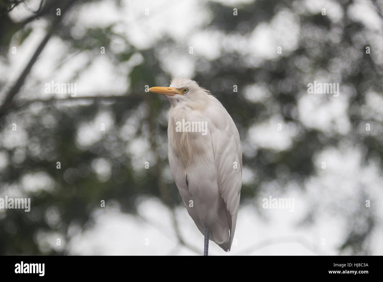 Cattle egret - Bubulcus ibis - adult Stock Photo - Alamy