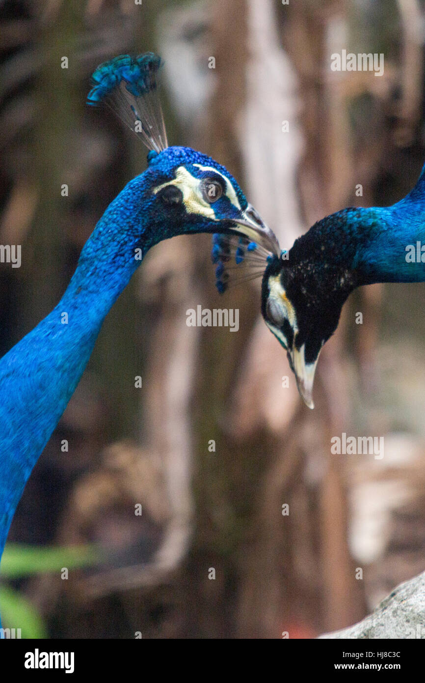 Peacock pair hi-res stock photography and images - Alamy