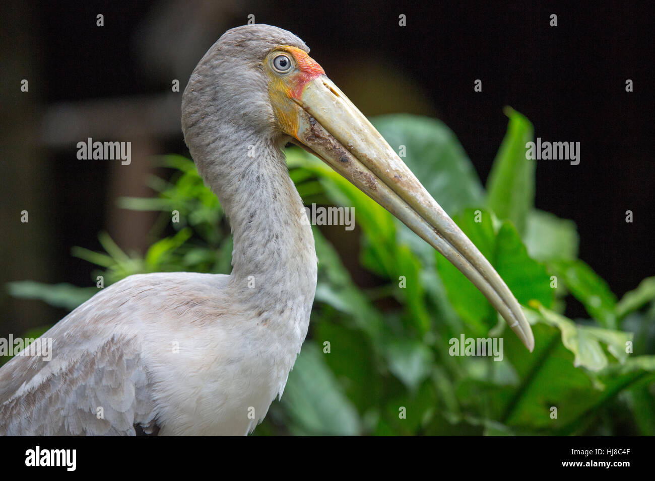 Yellow billed stork - Mycteria ibis - portrait close up Stock Photo - Alamy