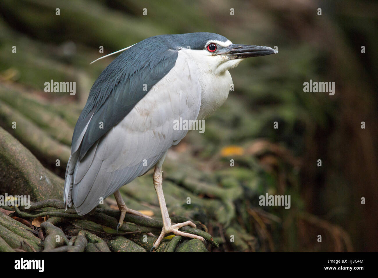 Black-crowned night heron - Nycticorax nycticorax - adult Stock Photo ...