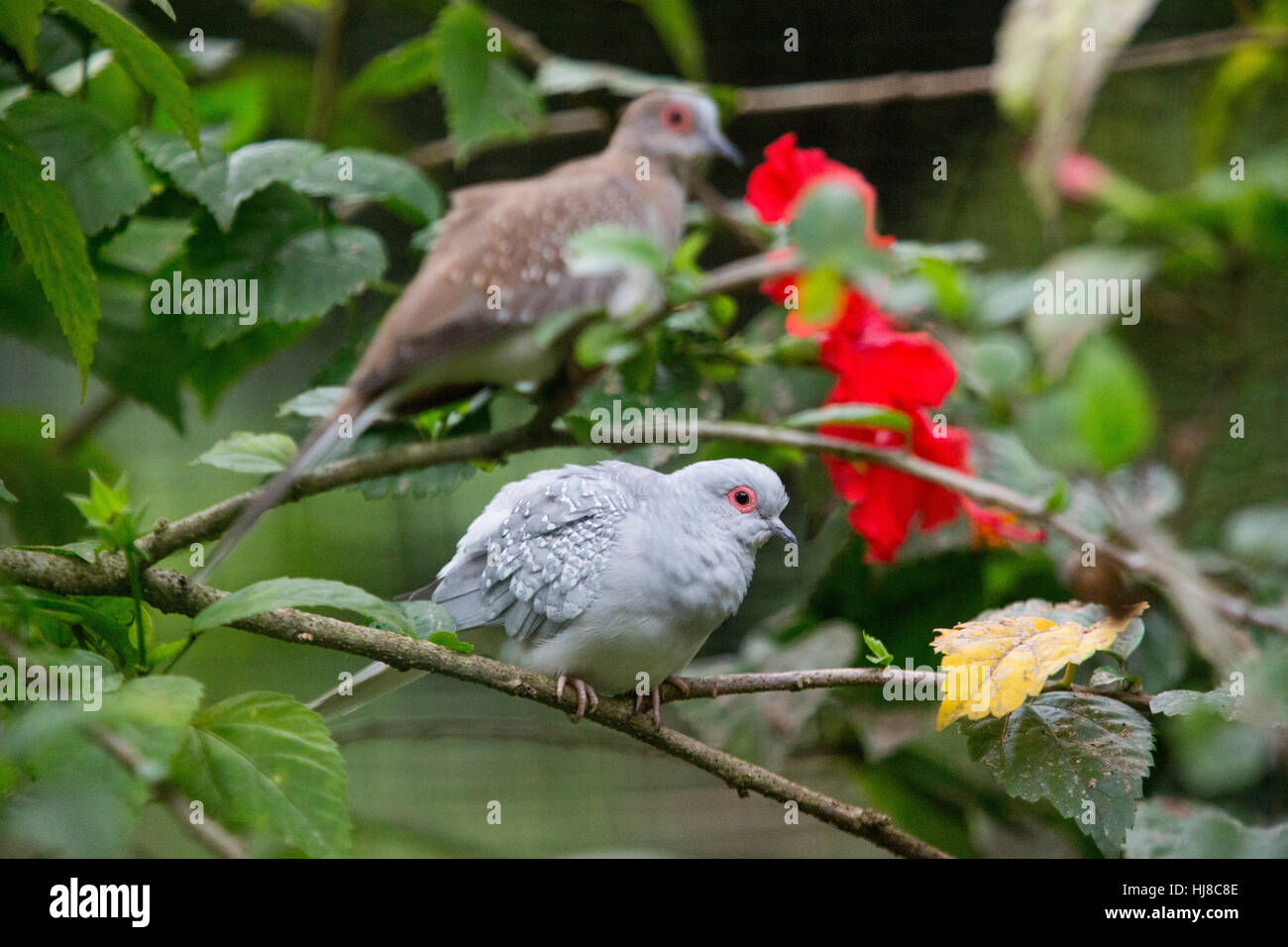Diamond Doves Laying Eggs