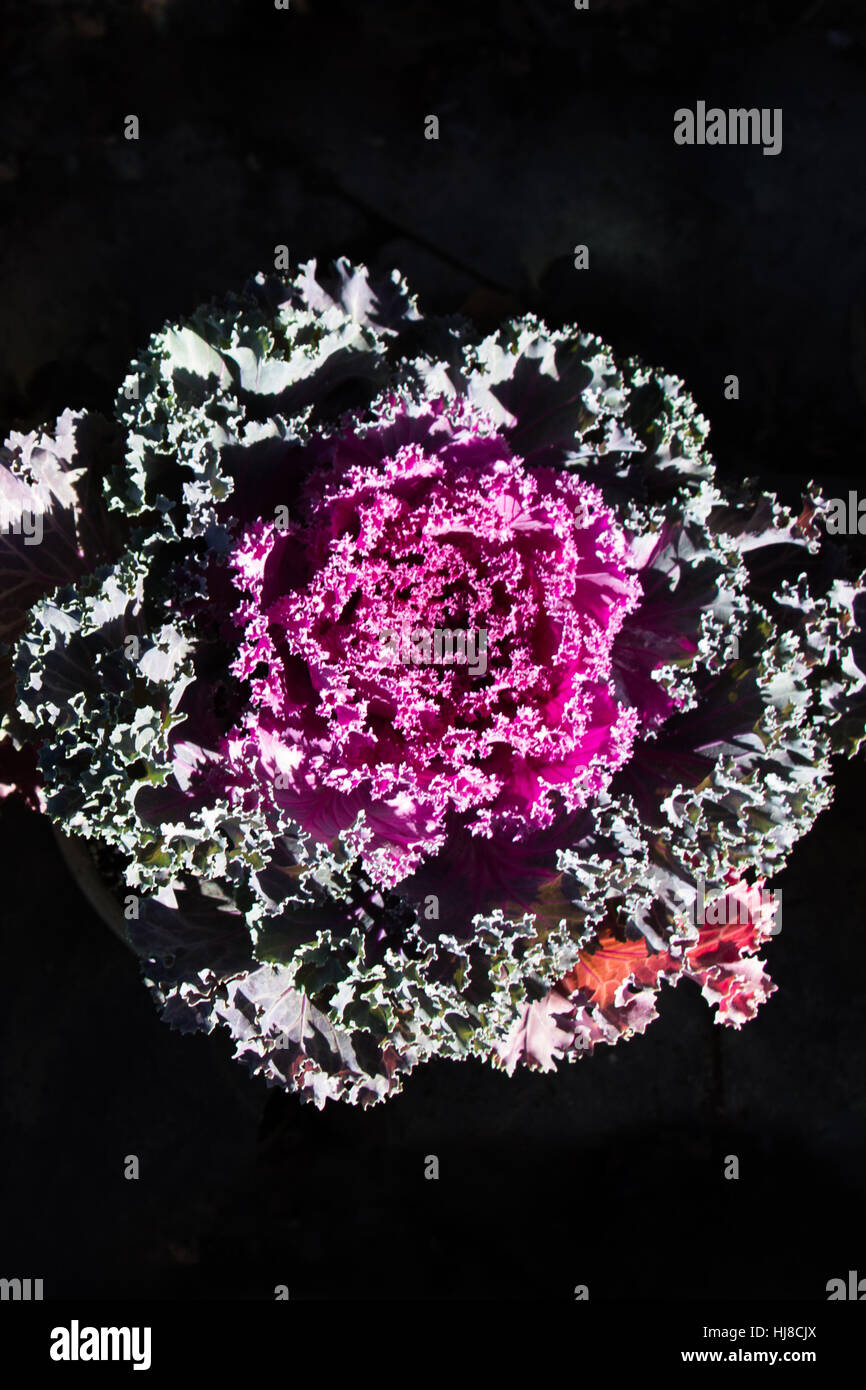 Beautiful pink lettuce flower hi-res stock photography and images - Alamy