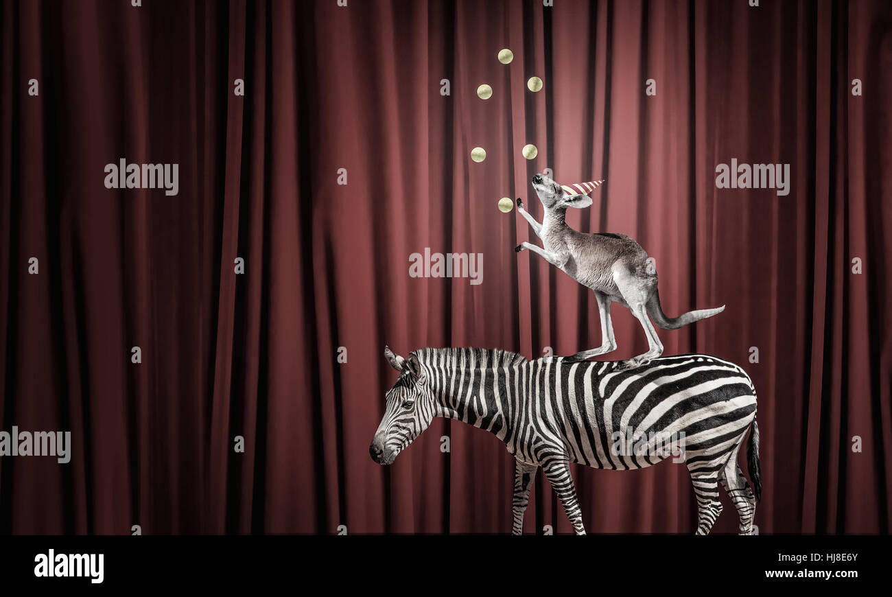 Circus animals standing in stack and balancing on rope Stock Photo - Alamy