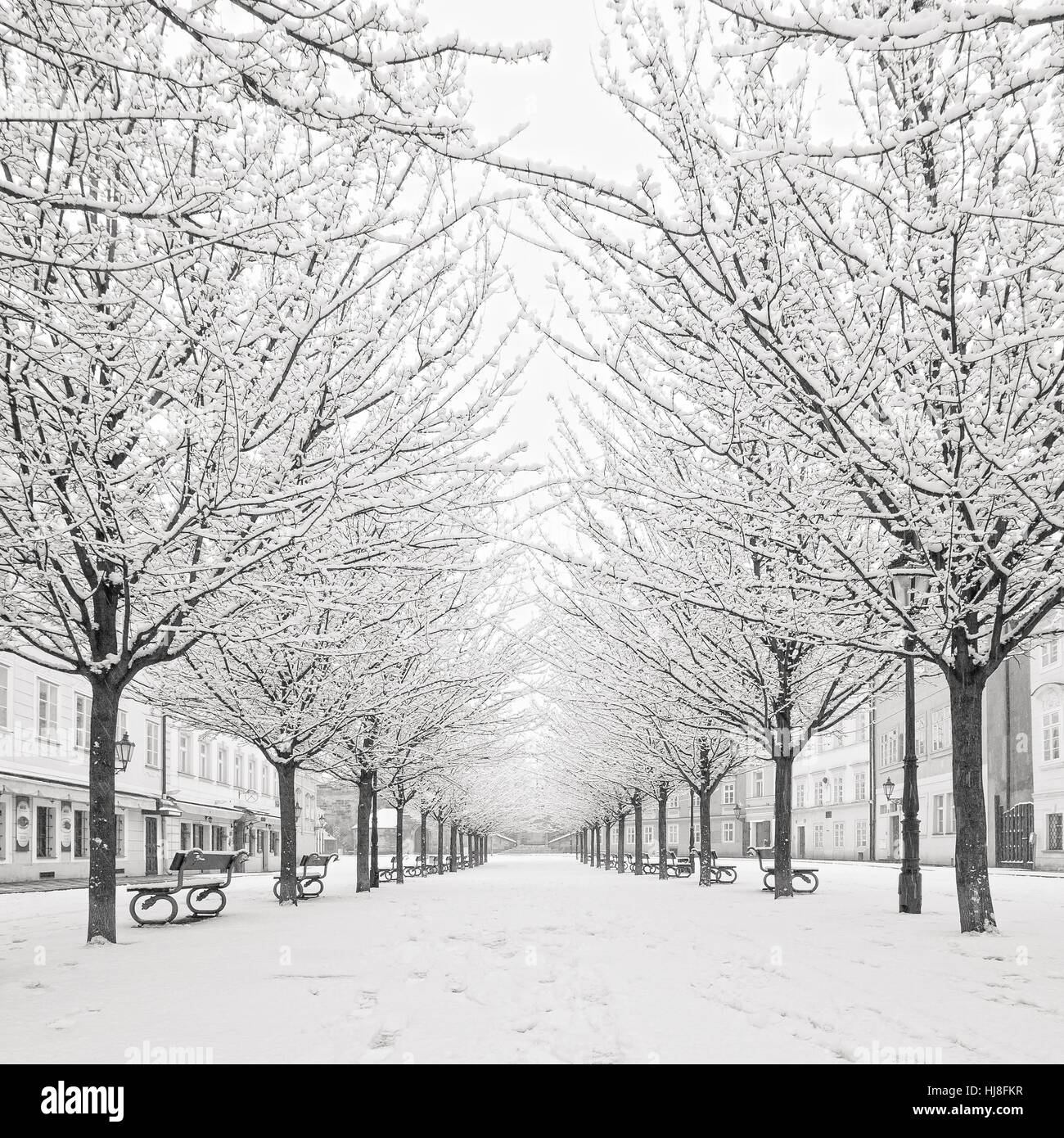 house, building, historical, city, town, tree, trees, winter, romantic ...