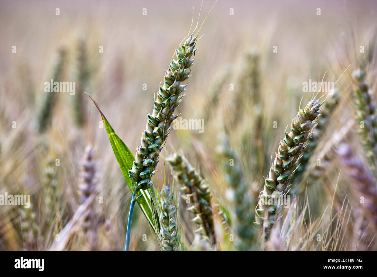 detail, agriculture, farming, field, corn, cereals, backdrop ...