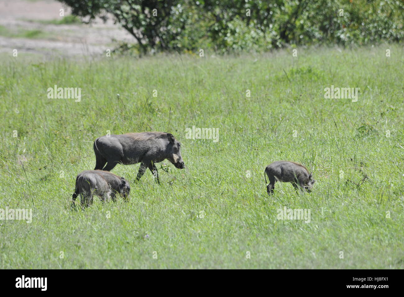 africa, kenya, savannah, safari, wild boar, pig, pastureland, holiday ...