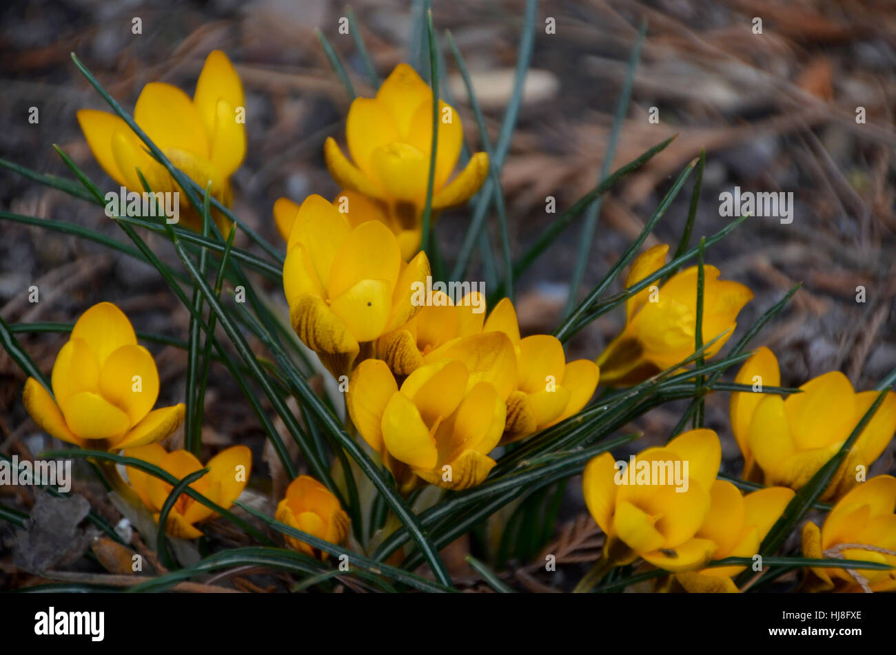 Ziergrten hi-res stock photography and images - Alamy