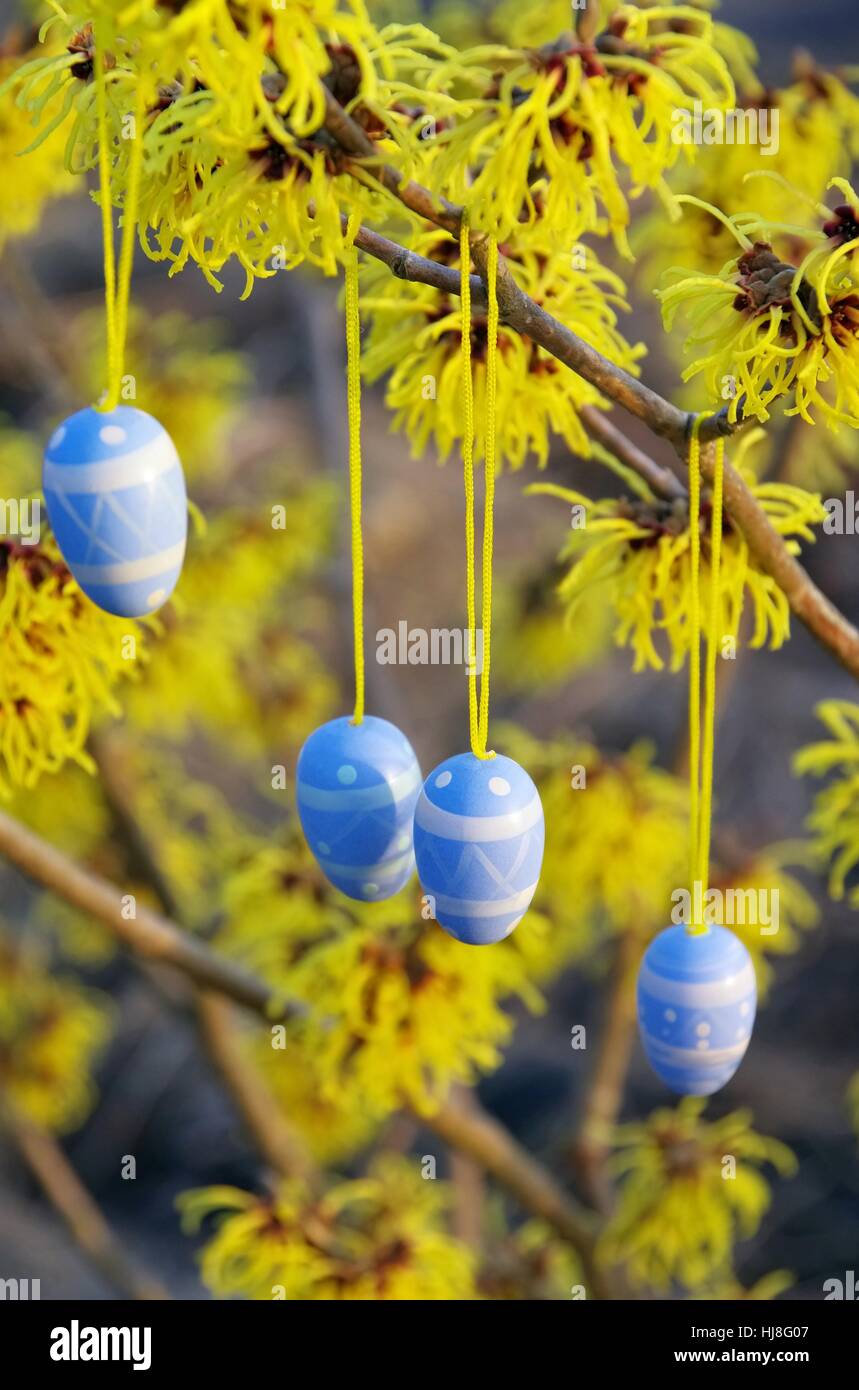easter, shrub, blue, garden, green, bloom, blossom, flourish ...