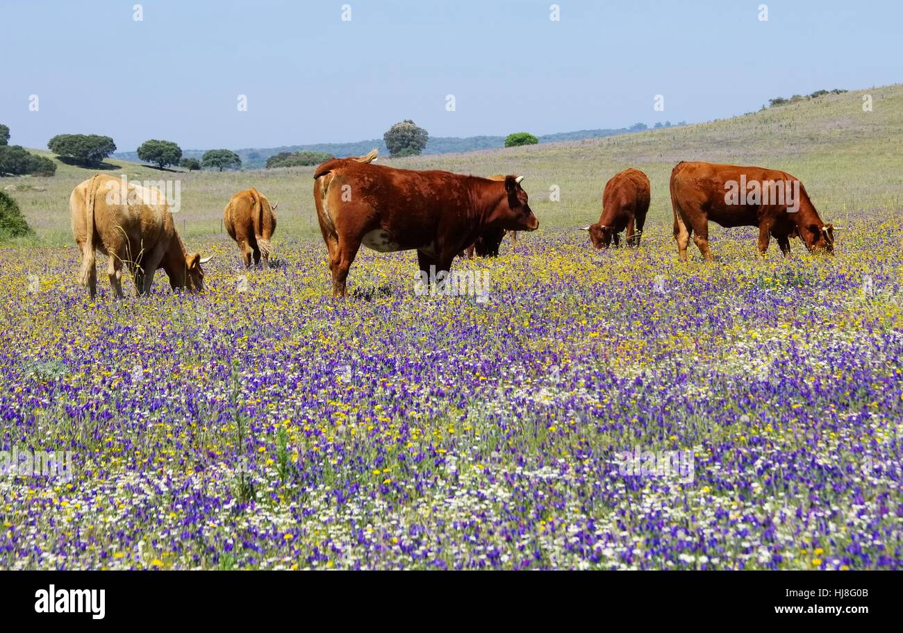 animal, pet, bull, cow, bovine, farm animal, meadow, blue, agrarian ...