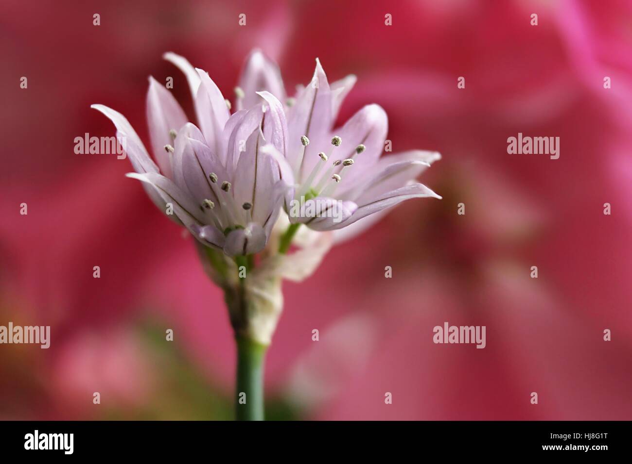 chives, chive, spice, petals, delicate, fine, medicinal plant, leek ...