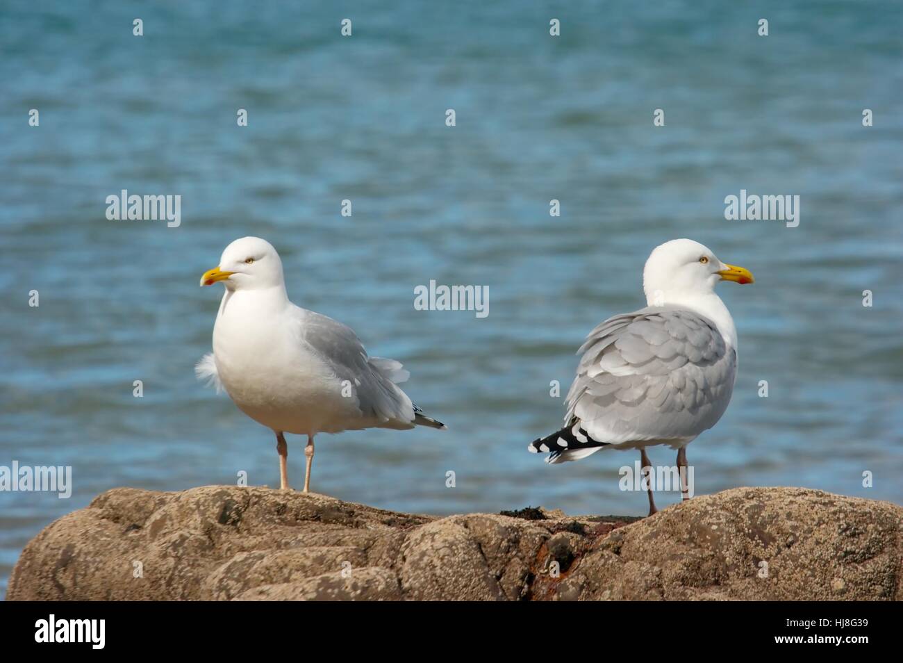 animal, bird, salt water, sea, ocean, water, white, nature, seagull ...