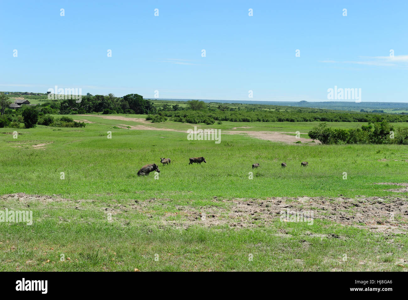 africa, kenya, savannah, safari, wild boar, pig, warthog, danger ...