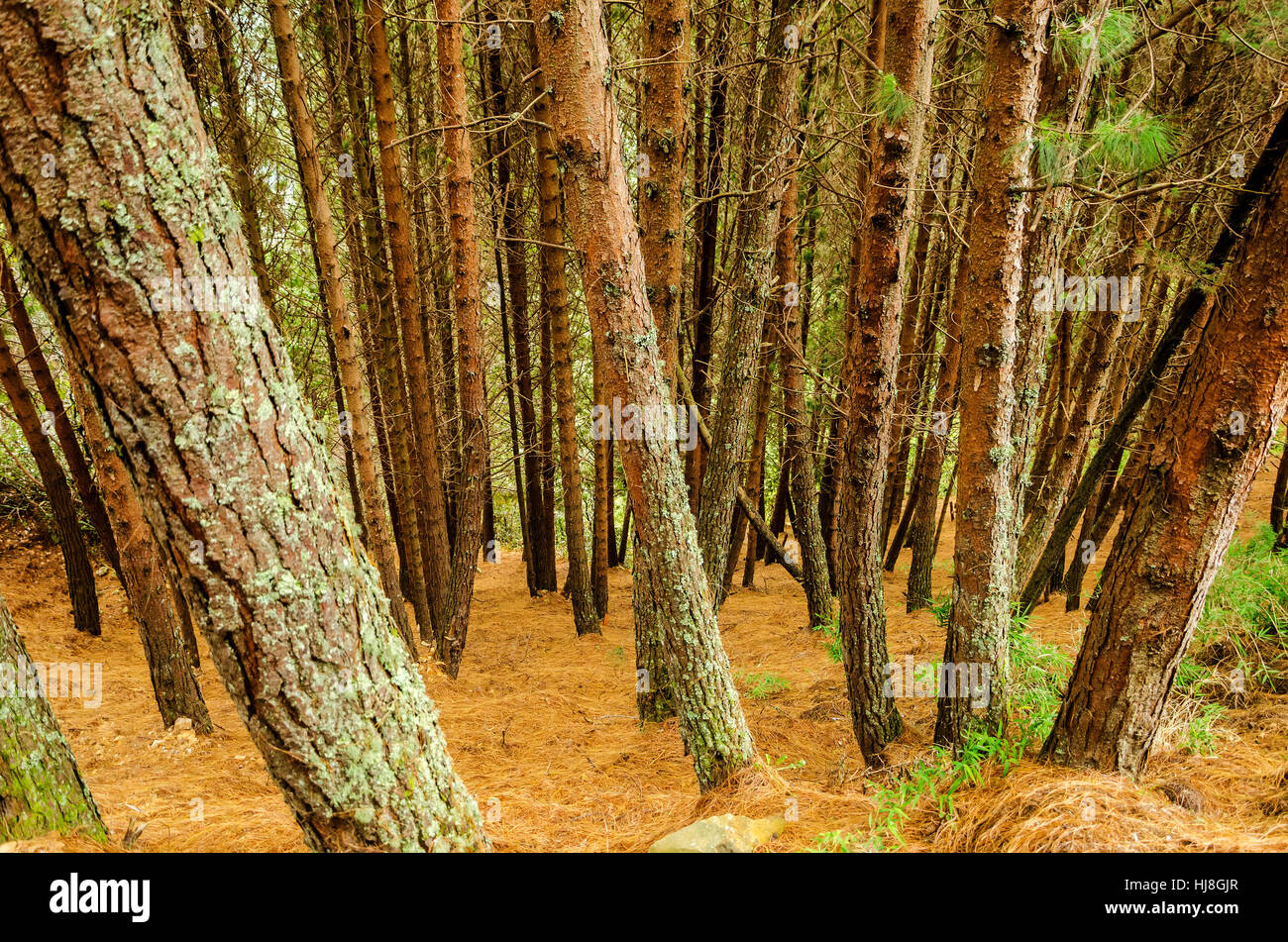 tree, trees, brown, brownish, brunette, trunk, pine, woods, dry, dried ...