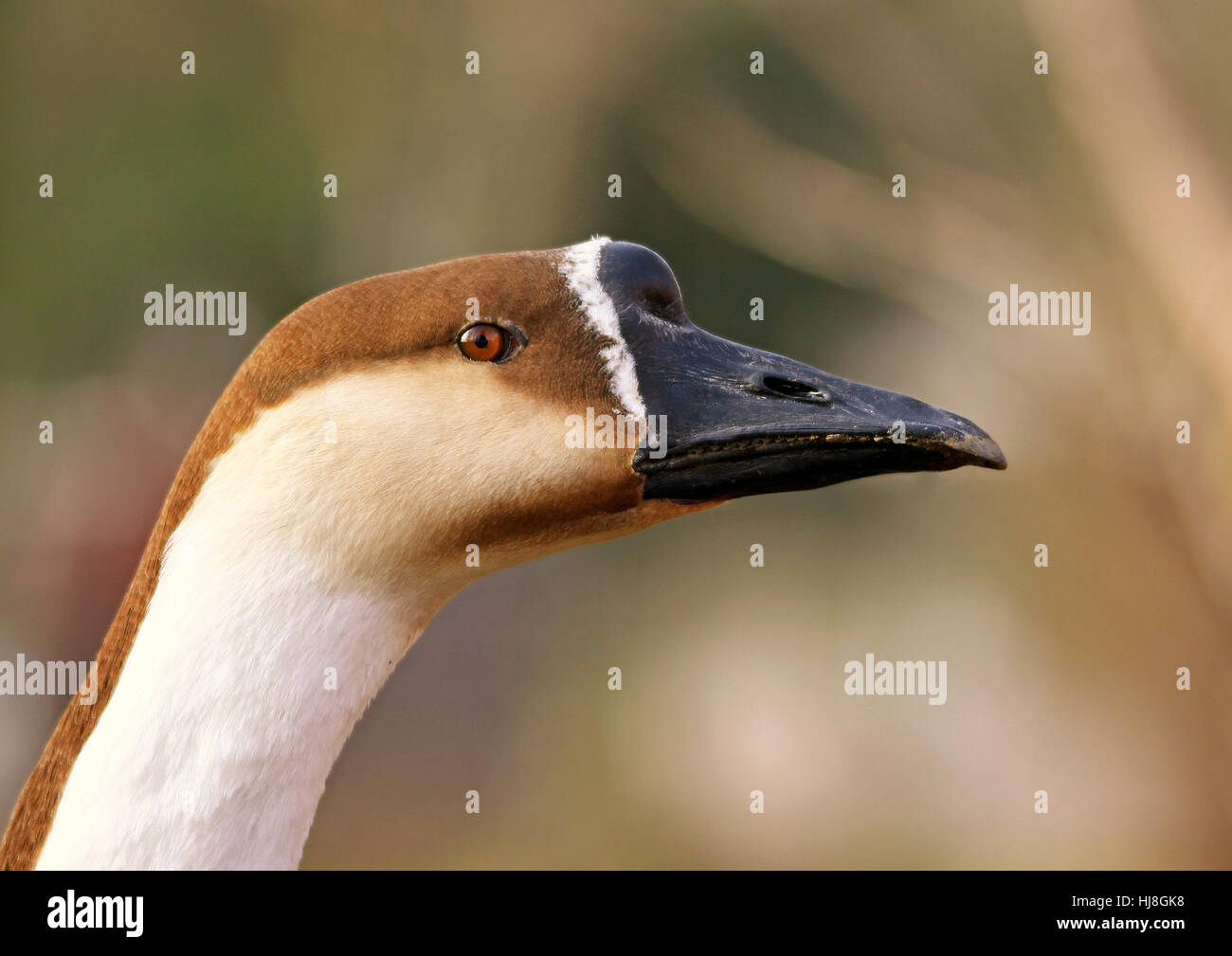 portrait, neck, portrait, feathers, poultry, goose, neck, schwanengans ...