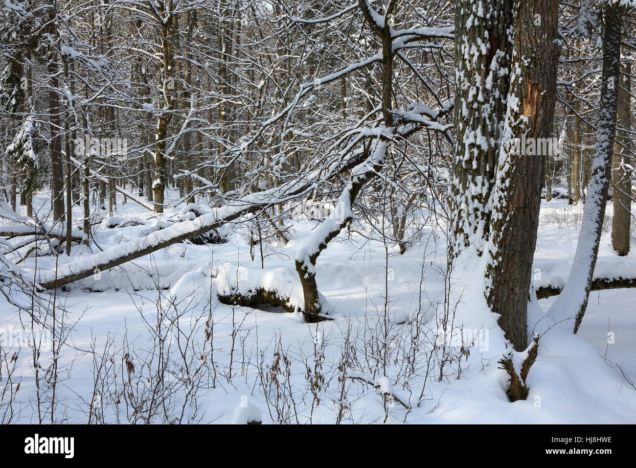 winter, snow, coke, cocaine, material, drug, anaesthetic, addictive ...