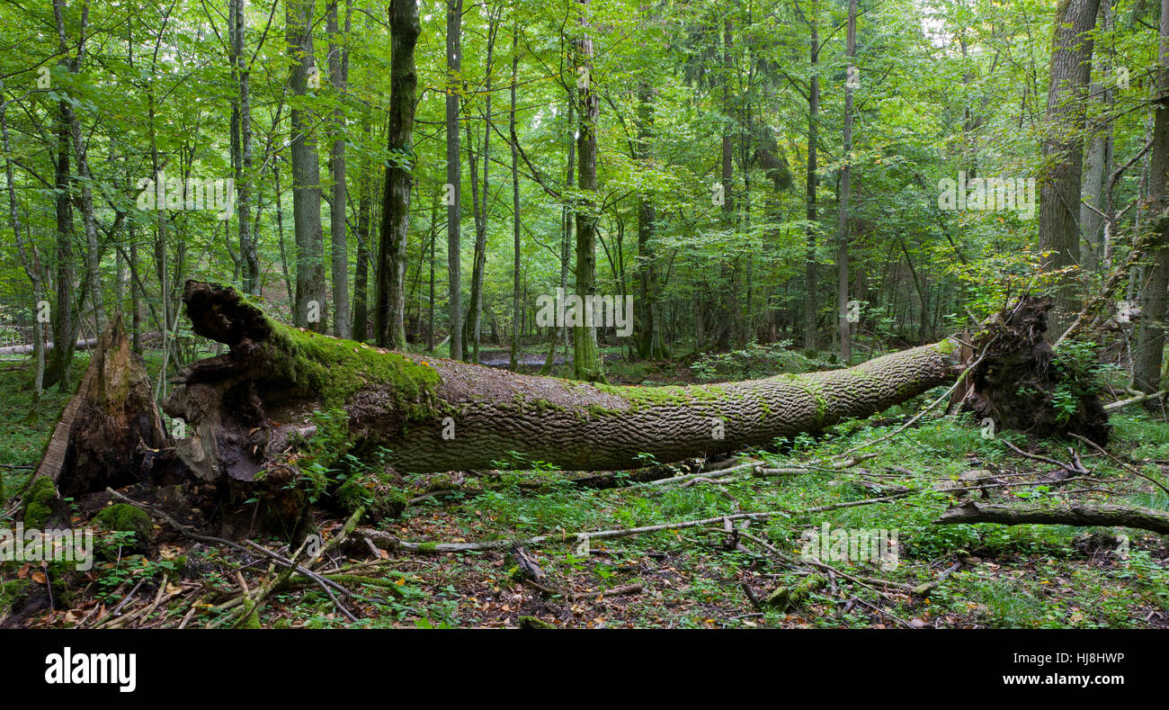 lie, lying, lies, broken, primeval, decline, log, forest, fall, autumn ...