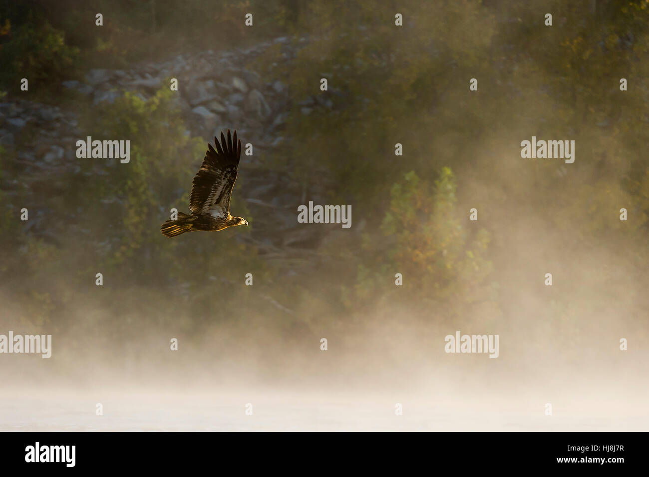 Bald eagle flying through trees hi-res stock photography and images - Alamy