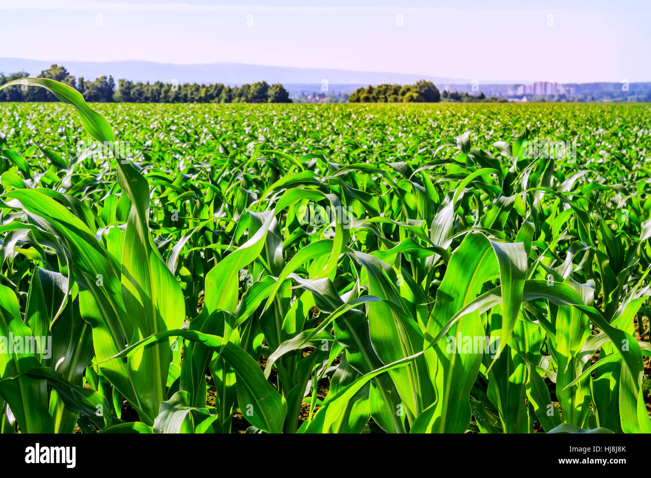 bucolic, green, leaves, agriculture, farming, field, spring, acre ...