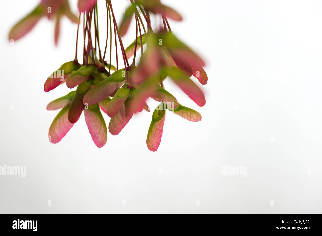 A group of pink and green Maple Tree seeds hang in front of a solid ...