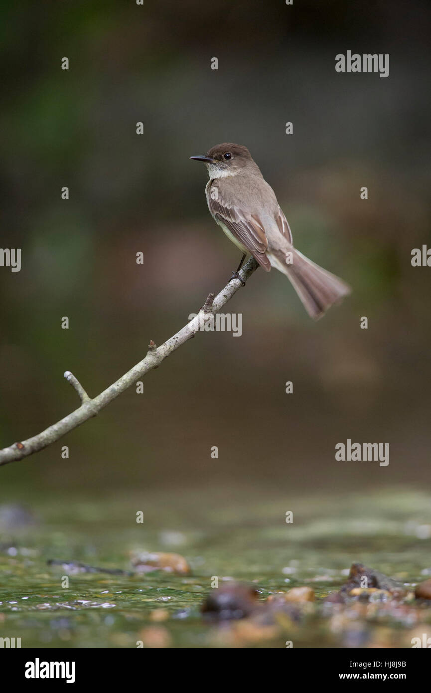 Phoebe green hi-res stock photography and images - Alamy