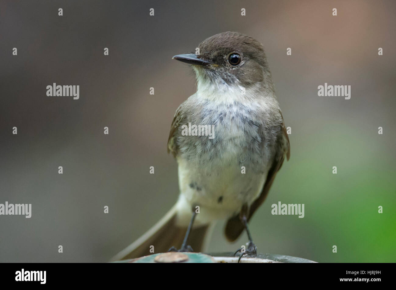 Phoebe brown hi-res stock photography and images - Alamy