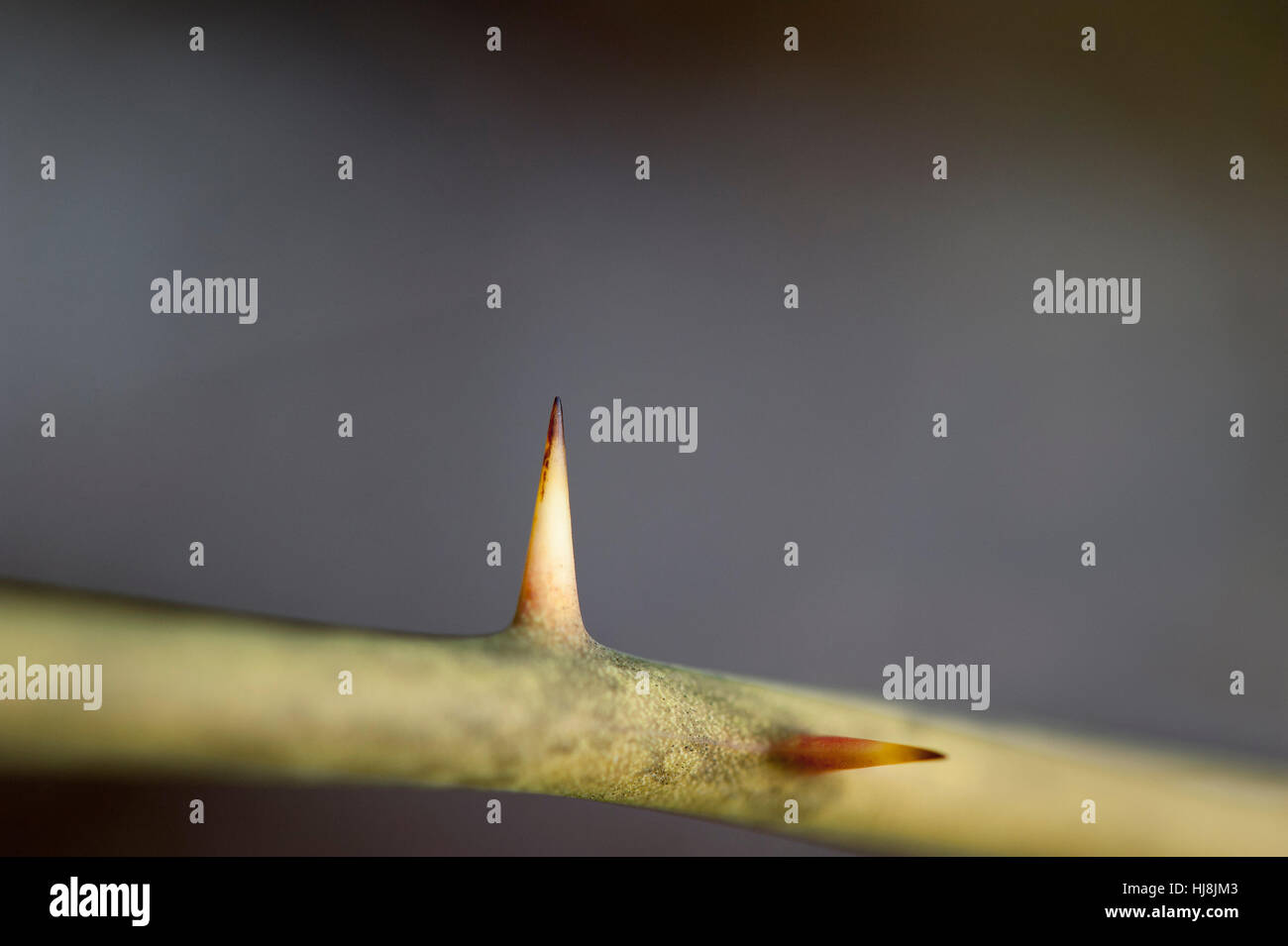 A close up a of two thorns on a green vine with a smooth background ...