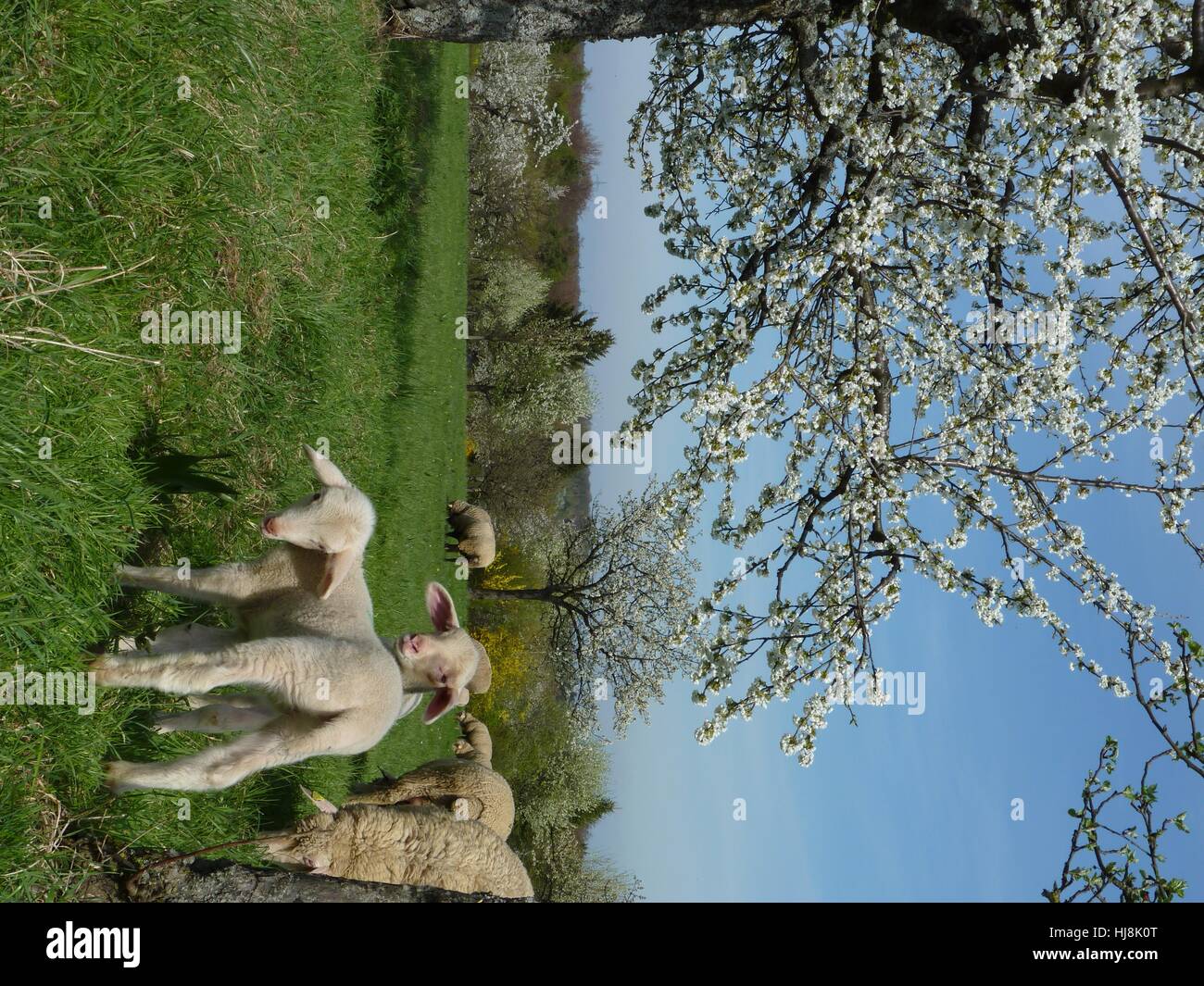 easter, peaceful, sheep (pl.), idyll, cherry-blossom, lamb, tree, trees ...