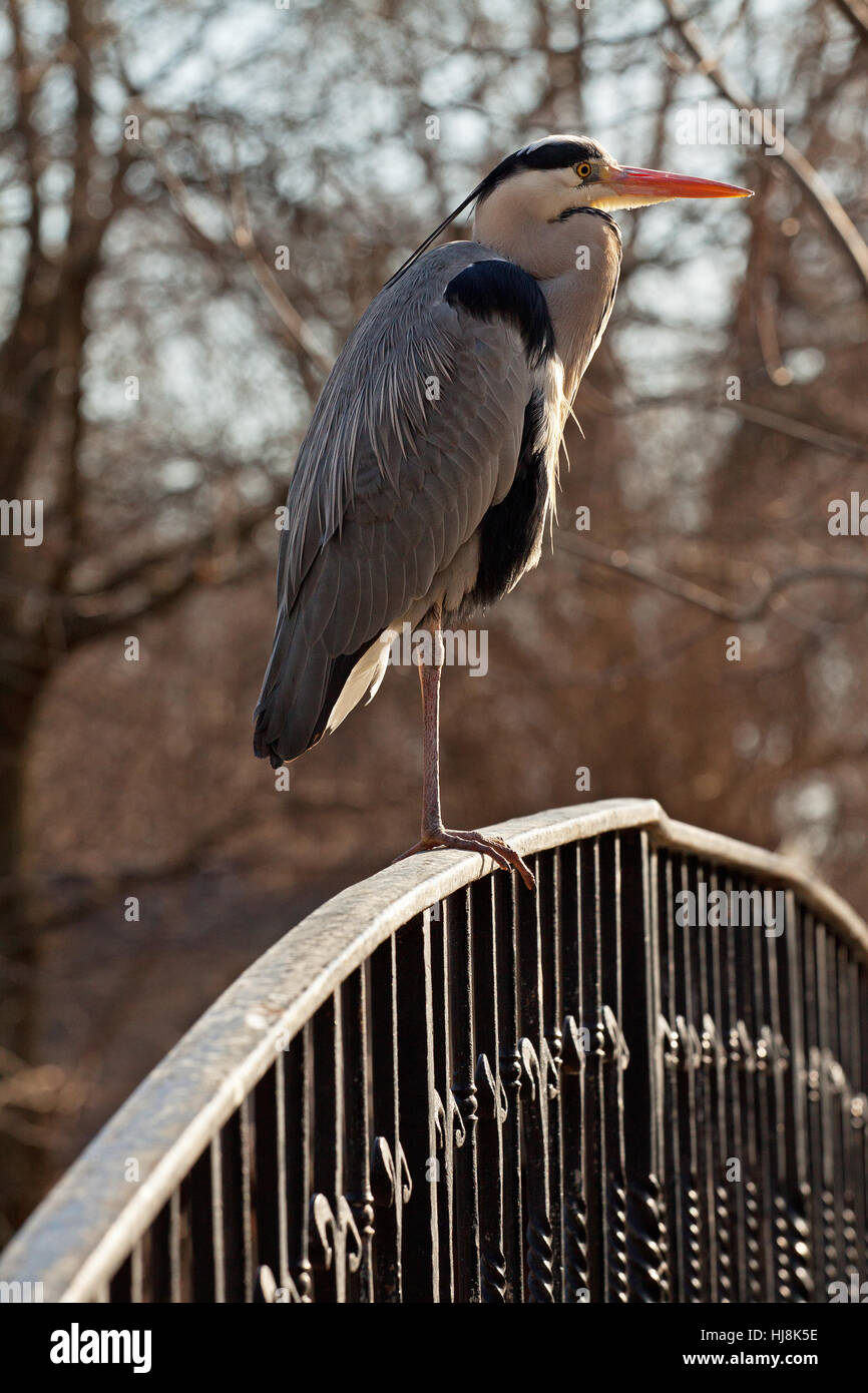 Beak bridge hi-res stock photography and images - Alamy