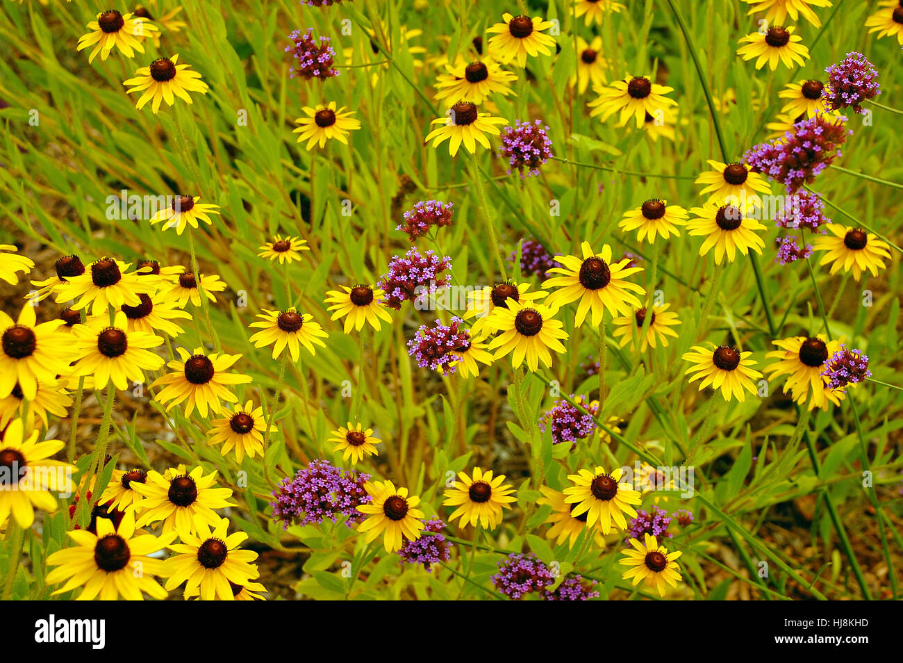 garden, field, flower, flowers, plant, flora, summer, summerly, blossoms Stock Photo - Alamy