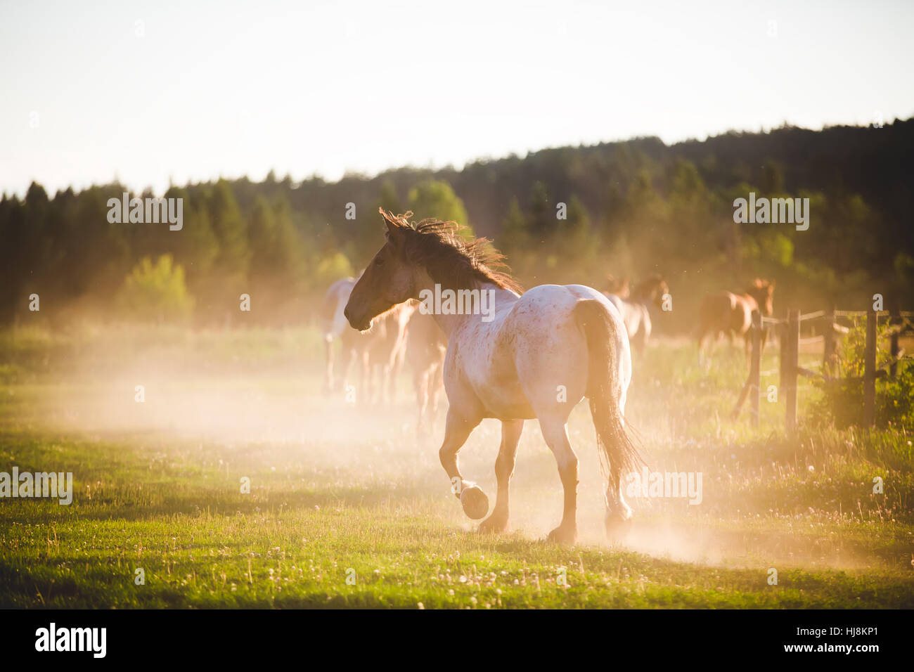 Canada british columbia horse hi-res stock photography and images - Alamy