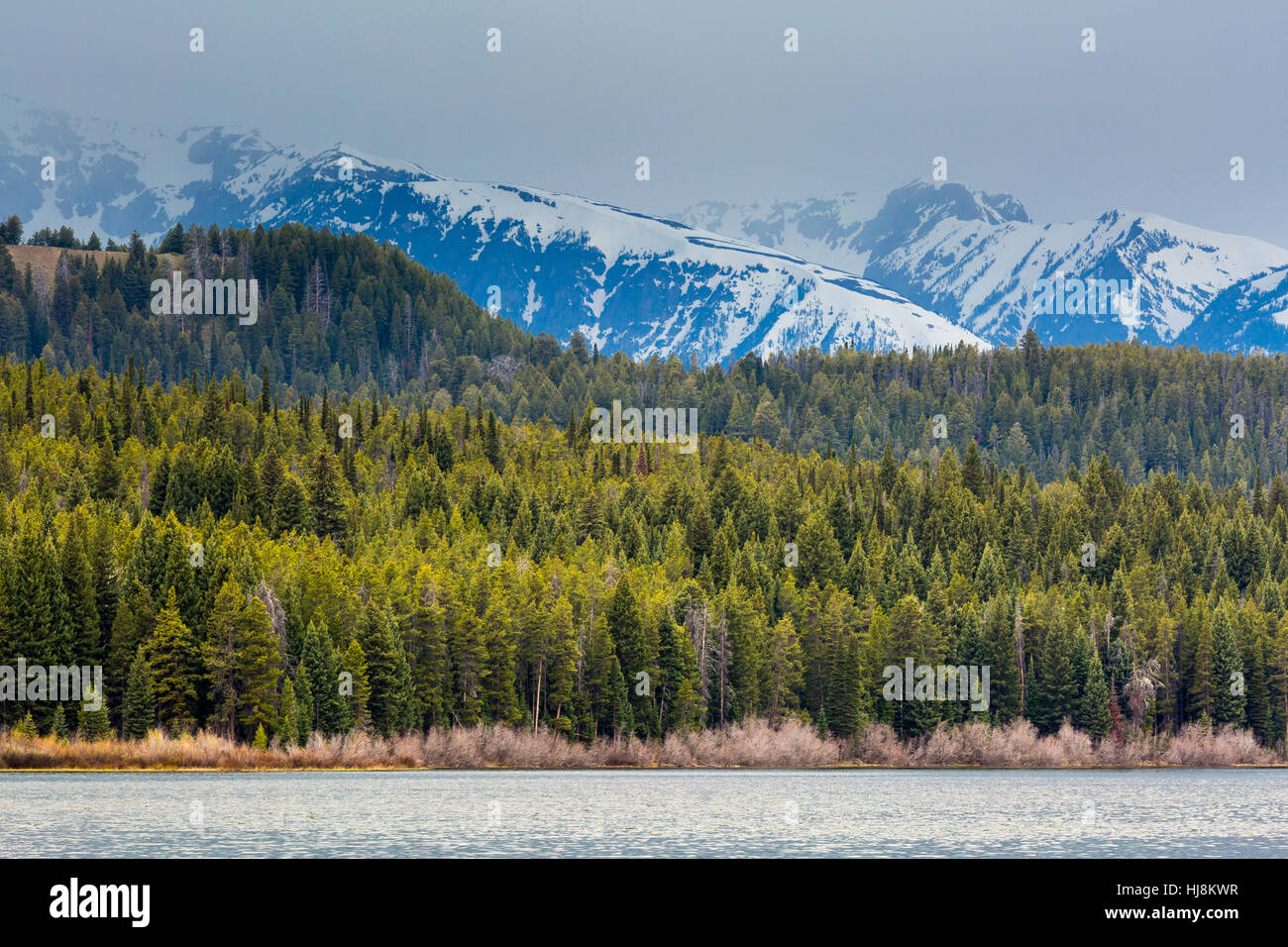 Snow-covered Teton Mountains rising over the nearby forest above String ...