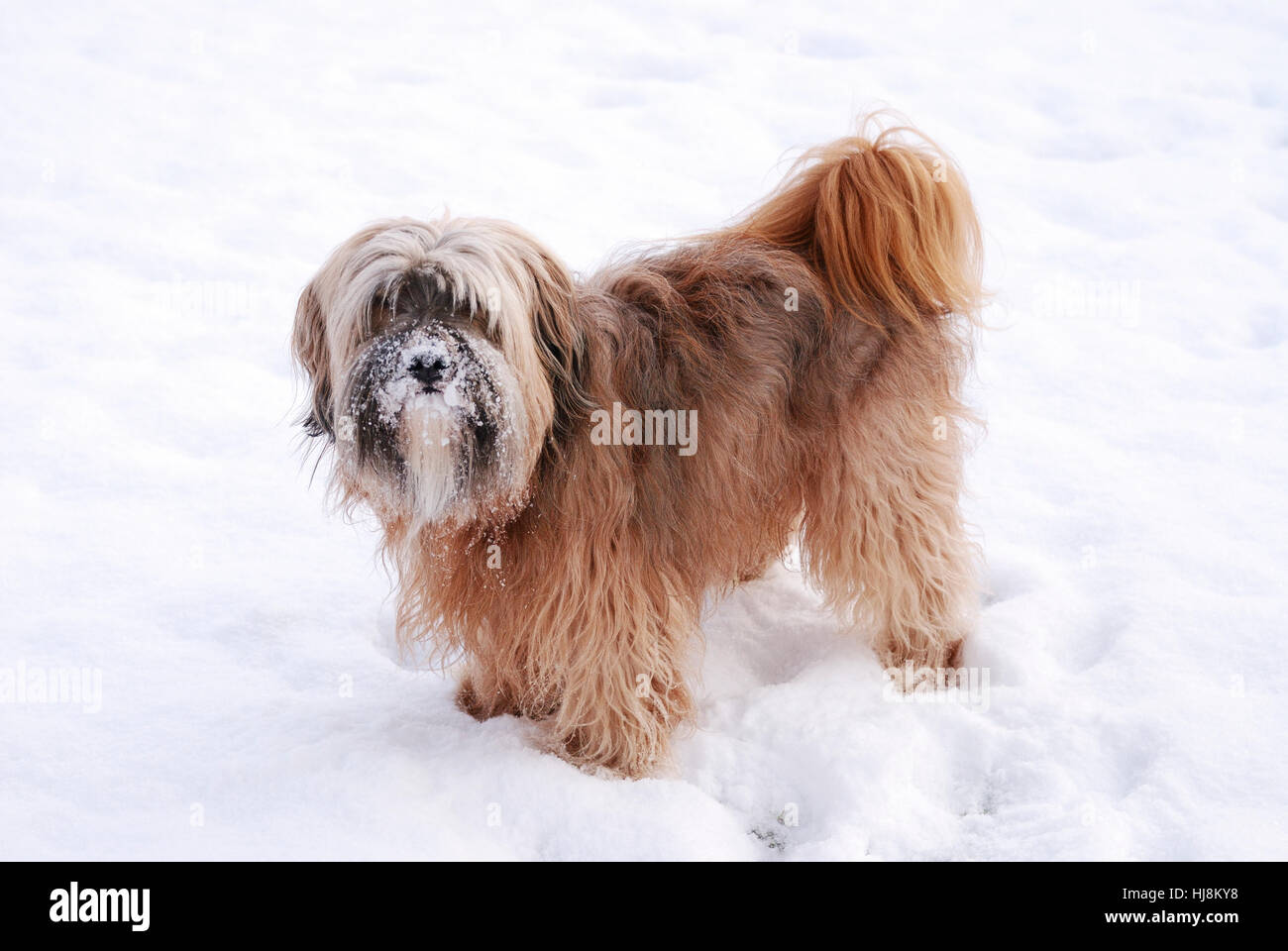 winter, animal, pet, cold, male, masculine, snow, coke, cocaine ...
