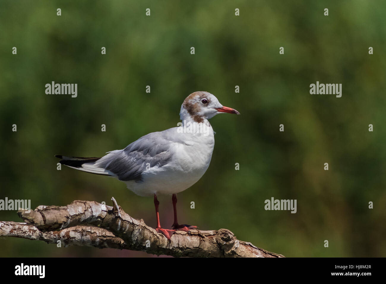beautiful, beauteously, nice, animal, bird, wild, summer, summerly ...
