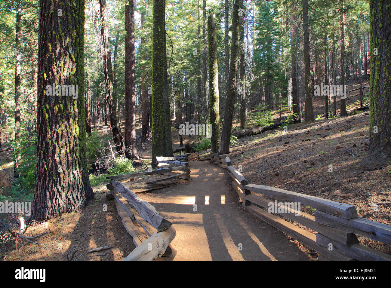 Hiking through the Tuolumne Grove of Giant Sequoias via the Tuolumne ...