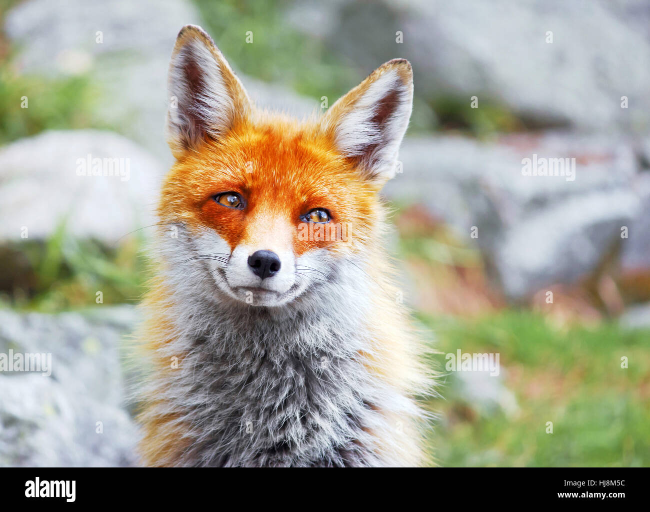 closeup, animal, wild, face, portrait, eyes, fur, look, glancing, see ...