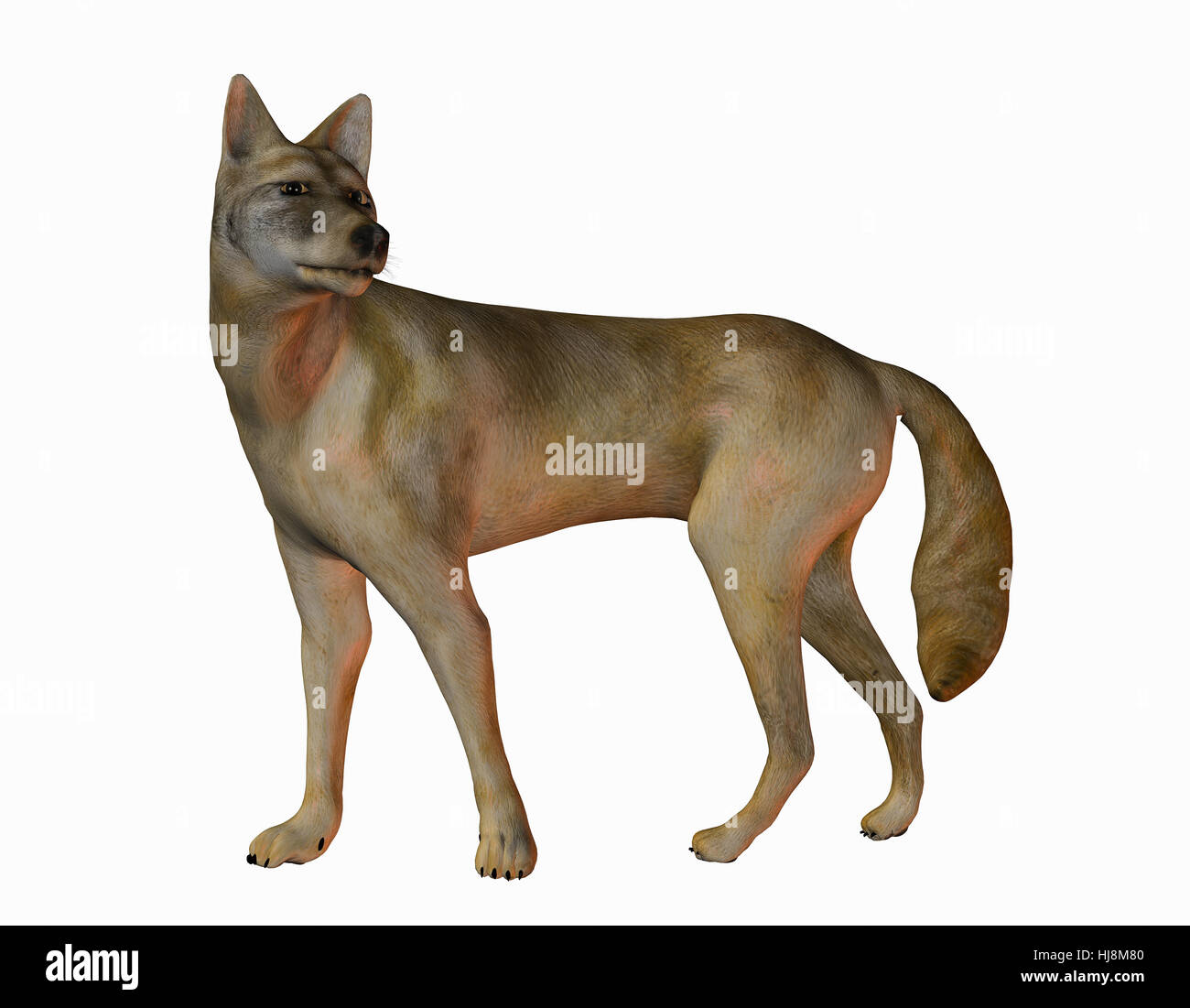 wolf, wild animal, coyote, animal, hunter, watchful, illustration ...