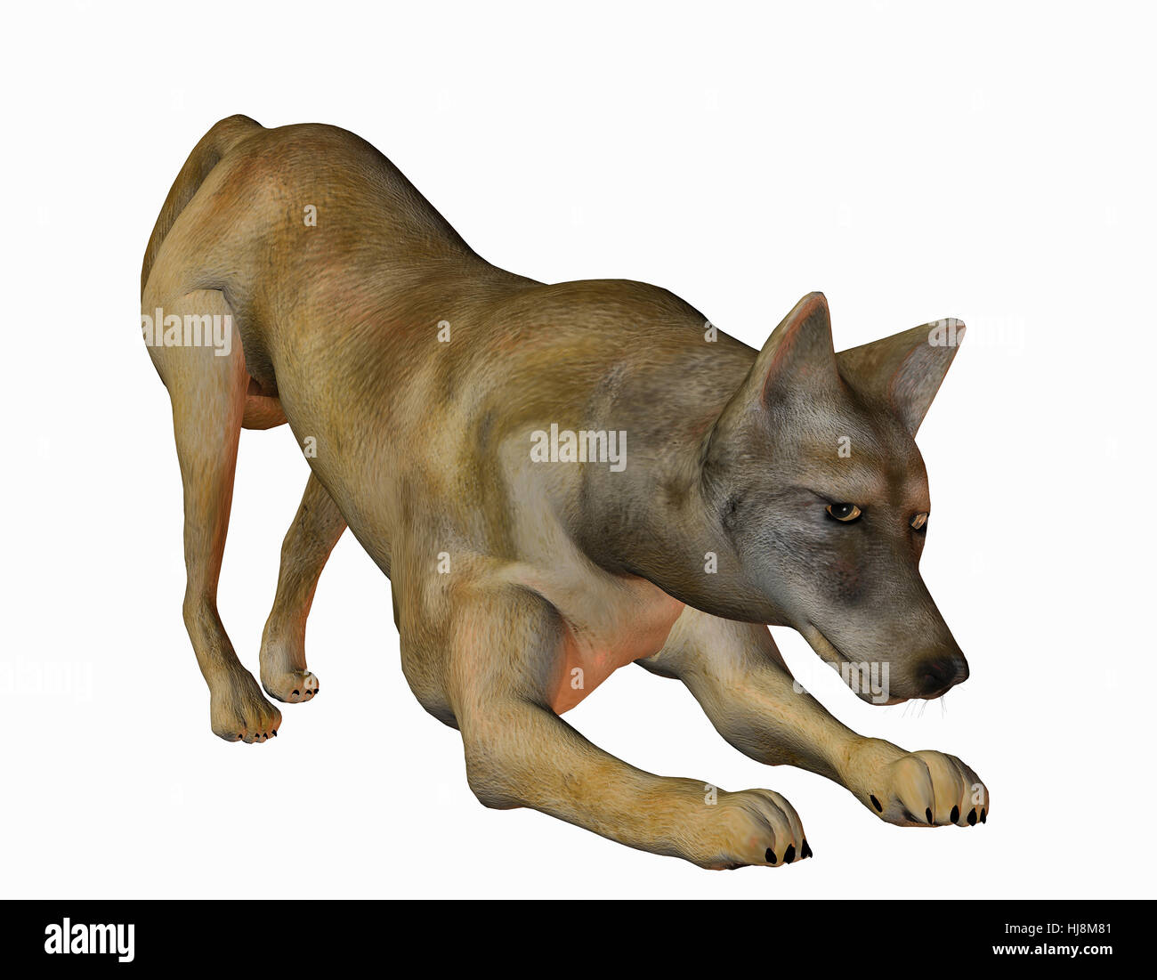 wolf, wild animal, coyote, animal, hunter, watchful, illustration ...