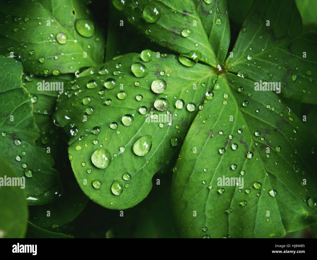 Emerald plants close up leaf hi-res stock photography and images - Alamy