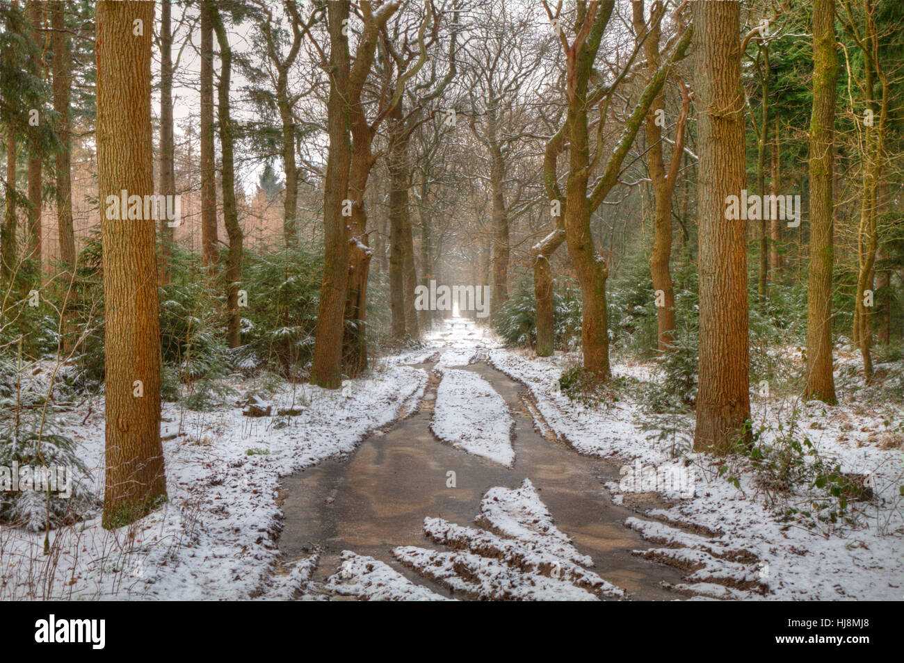 Muddy path with tire tracks, puddles and snow in a forest Stock Photo ...