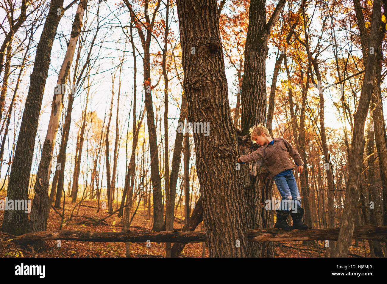 Tree in the forest hi-res stock photography and images - Alamy