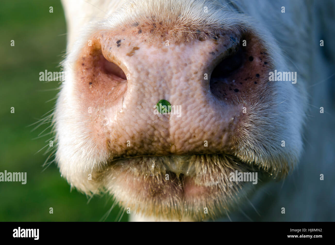 animal, mammal, nose, cow, nostrils, beef, mouth, animal, mammal, nose ...